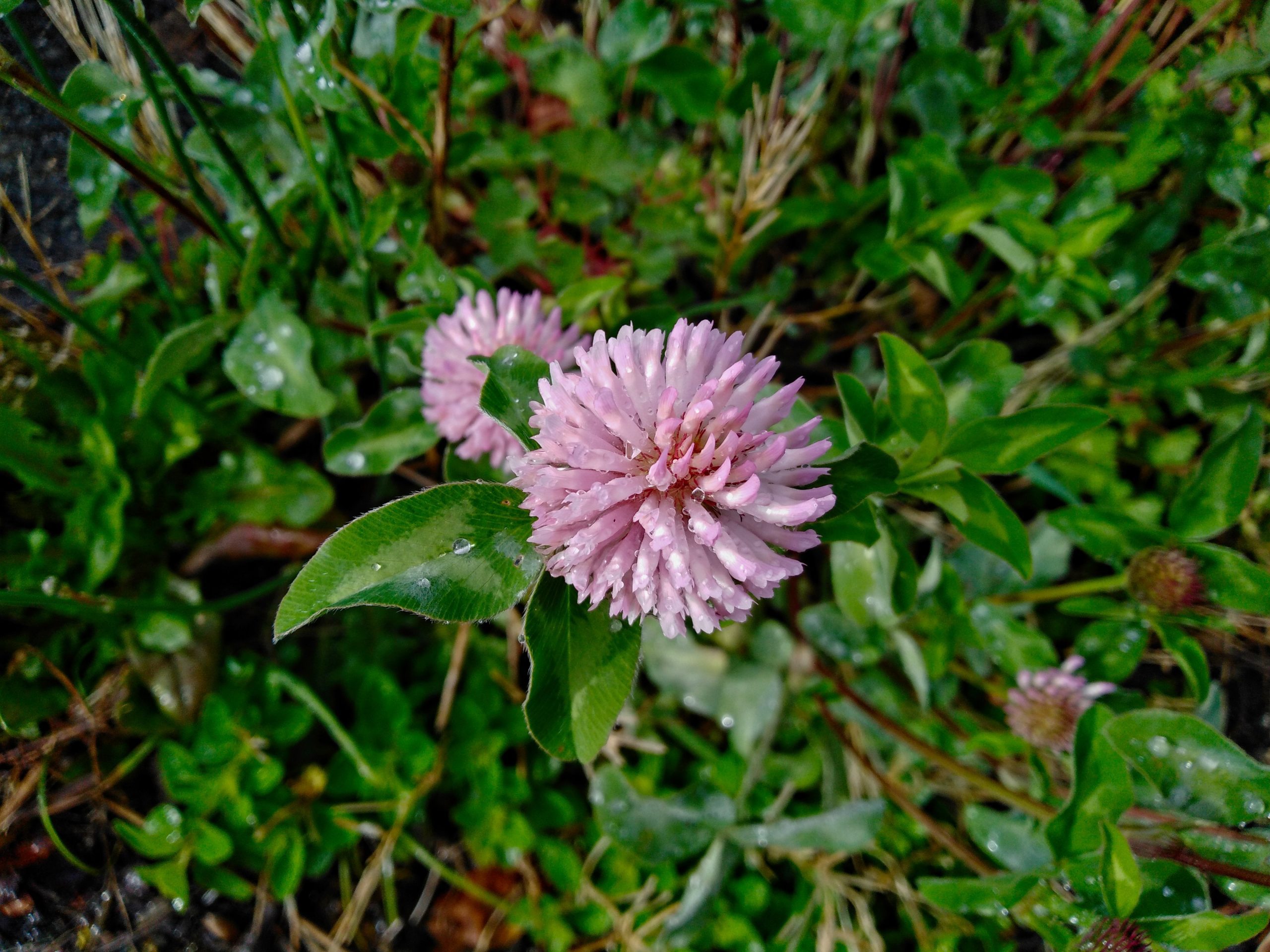 Weed Management Plan - ProHarvest Seeds